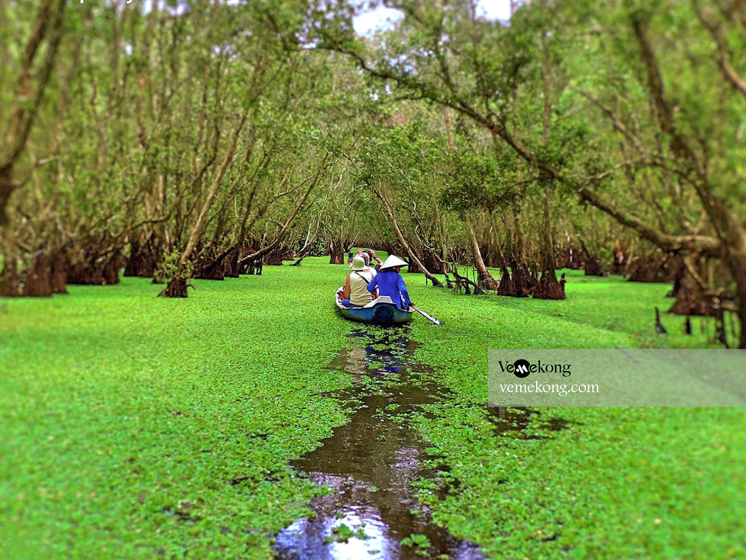 Tra Su Mangrove Forest & Bird Sanctuary | Chau Doc Travel Guide