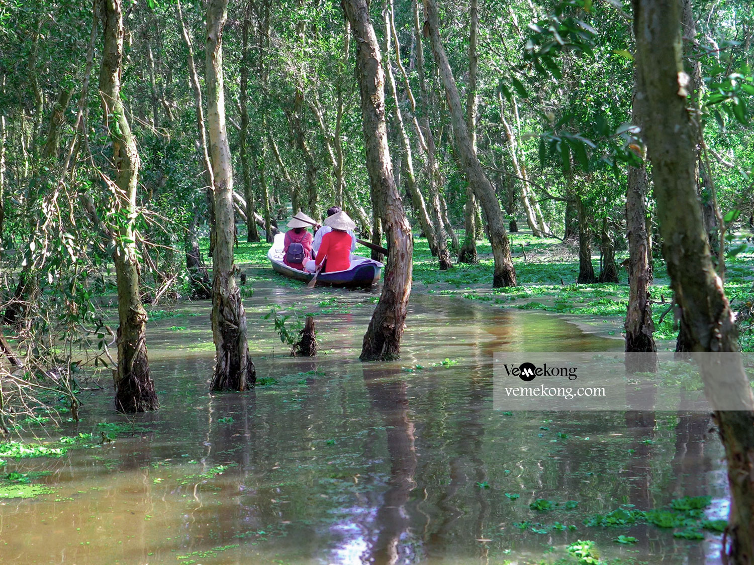 Tra Su Mangrove Forest & Bird Sanctuary | Chau Doc Travel Guide