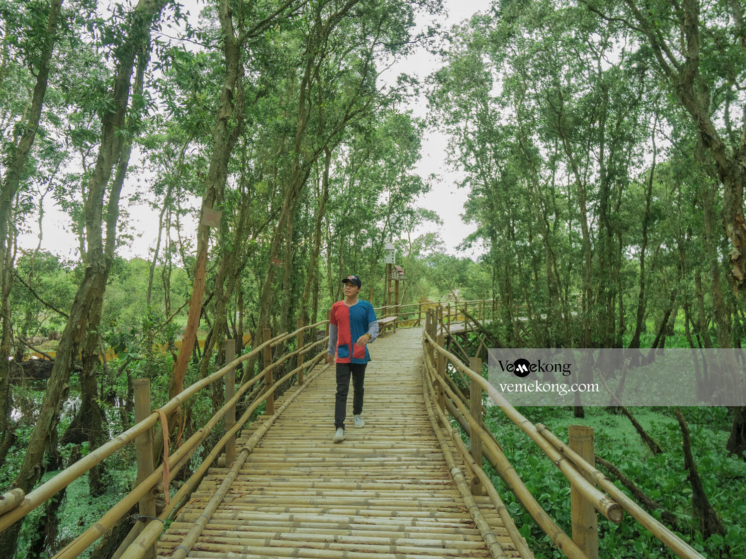 Tra Su Mangrove Forest & Bird Sanctuary | Chau Doc Travel Guide