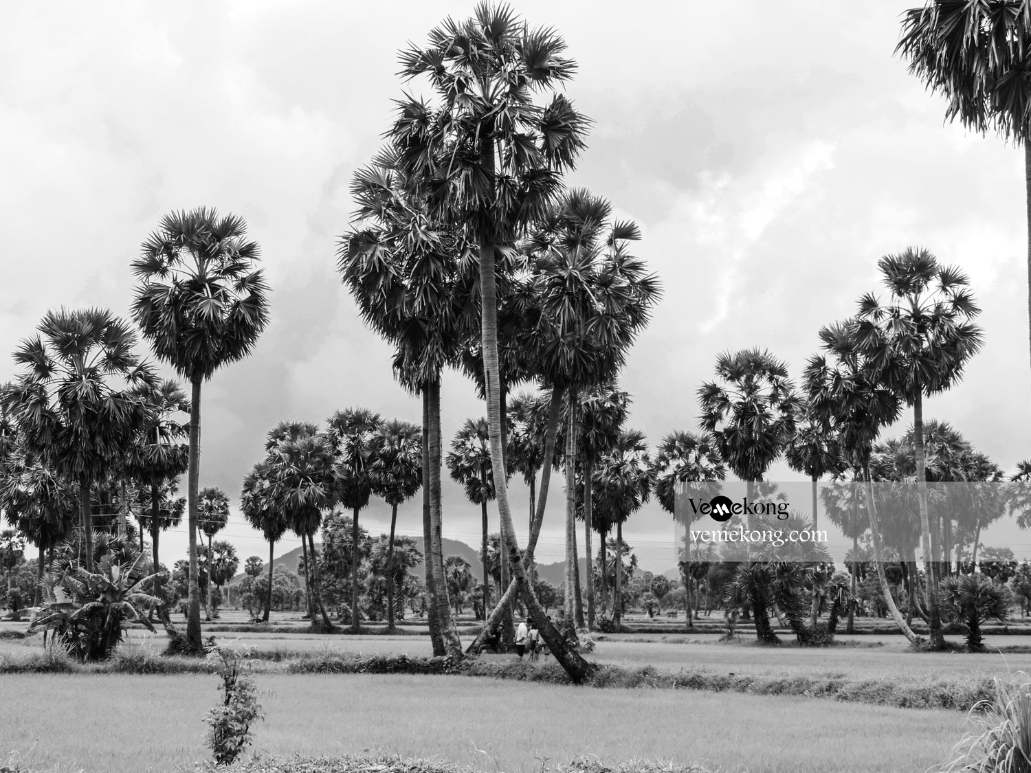 Ta Pa Pagoda & Sugar Palm Tree Field in An Giang | Tri Ton Travel Guide