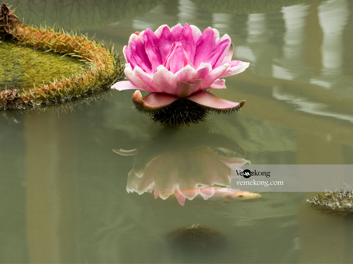 Truc Lam Phuong Nam Zen Monastery – Can Tho Visitor Guide