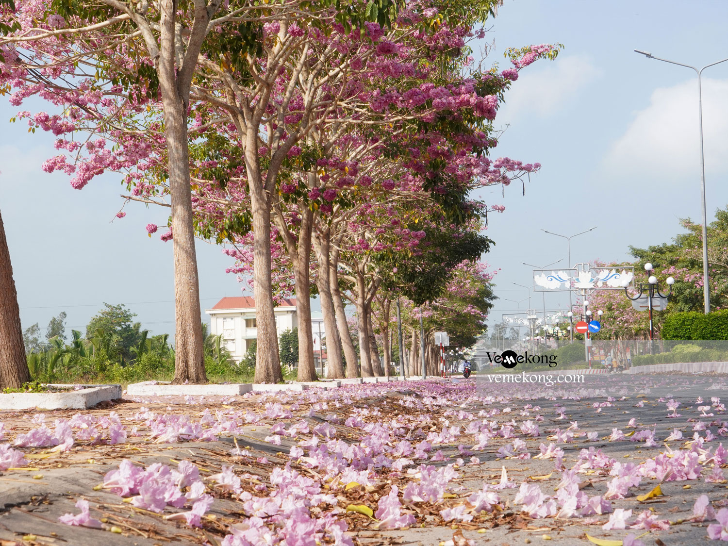 Pink Trumpet Tree Road in Soc Trang | Soc Trang Flower Street