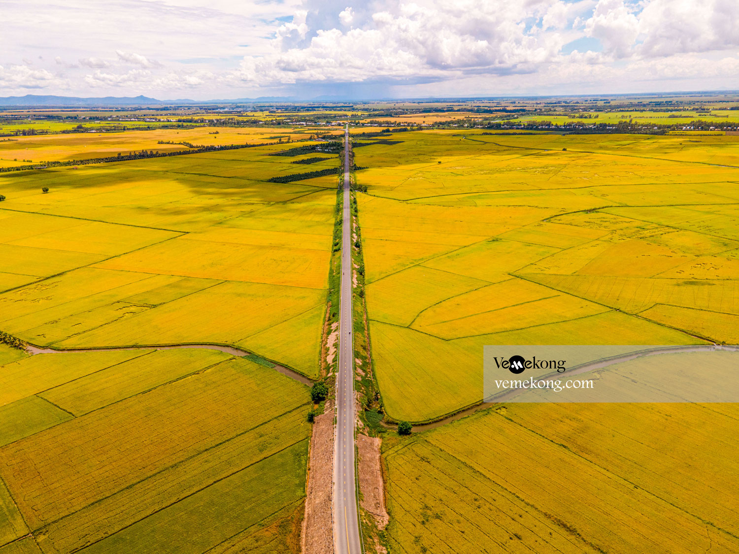 Paddy Rice Fields in Can Tho, An Giang, Mekong Delta
