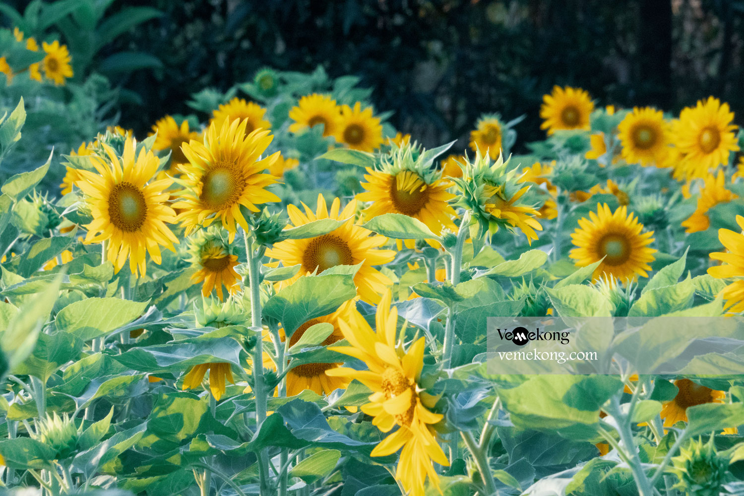 Ba Bo Flower Village - Official Can Tho Visitor Guide