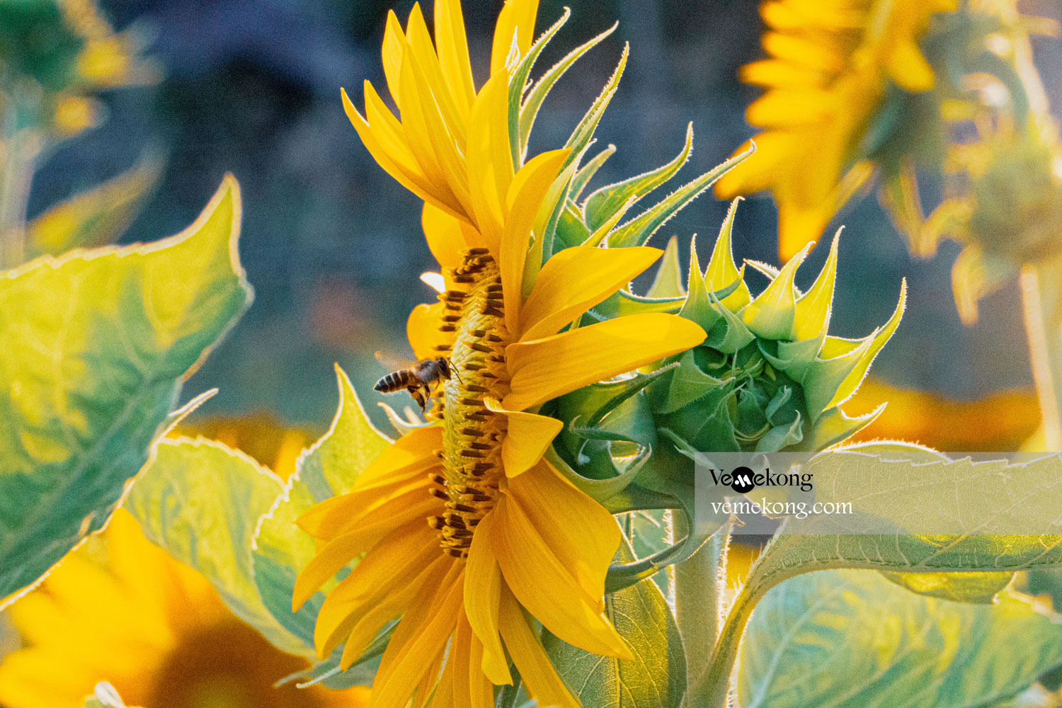 Ba Bo Flower Village - Official Can Tho Visitor Guide