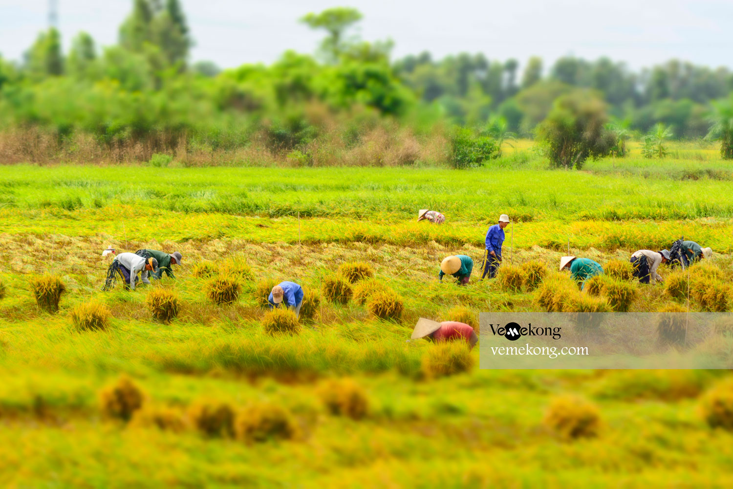 Paddy Rice Fields in Can Tho, An Giang, Mekong Delta