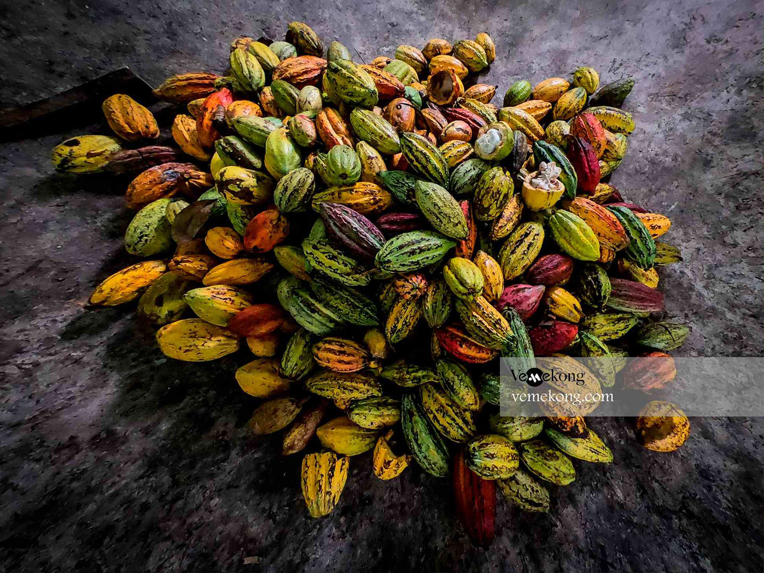 Muoi Cuong Cacao Farm – Official Can Tho Visitor Guide