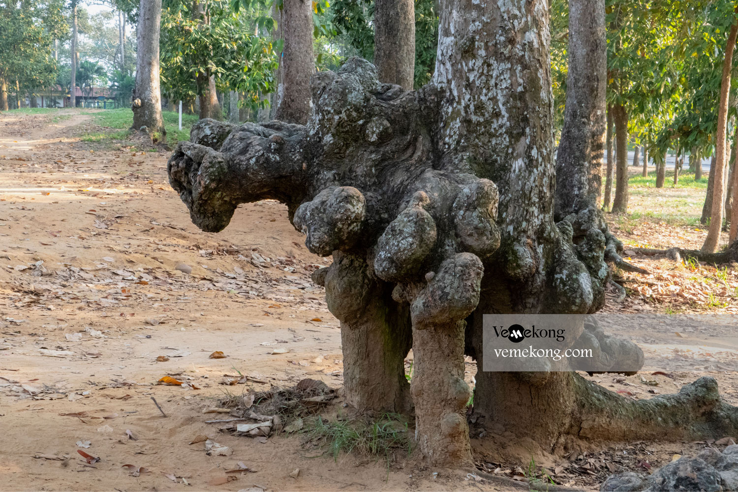 Ba Om Pond – A Must-See in Tra Vinh | Vemekong