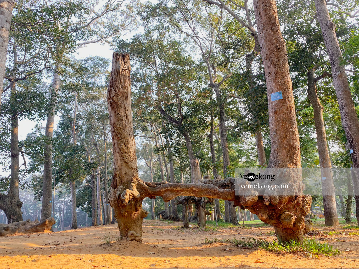 Ba Om Pond – A Must-See in Tra Vinh | Vemekong