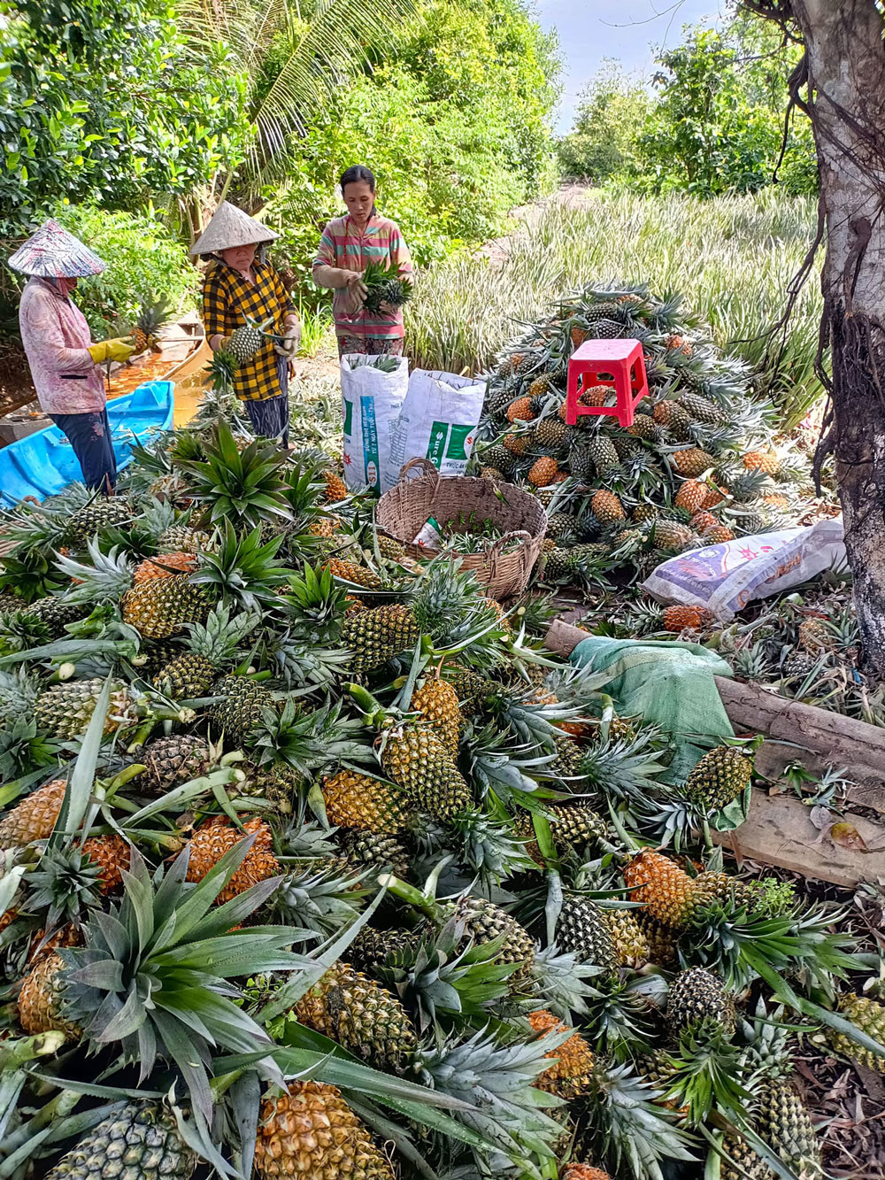 Cau Duc Pineapple Fields – What to Do Hau Giang | Vemekong