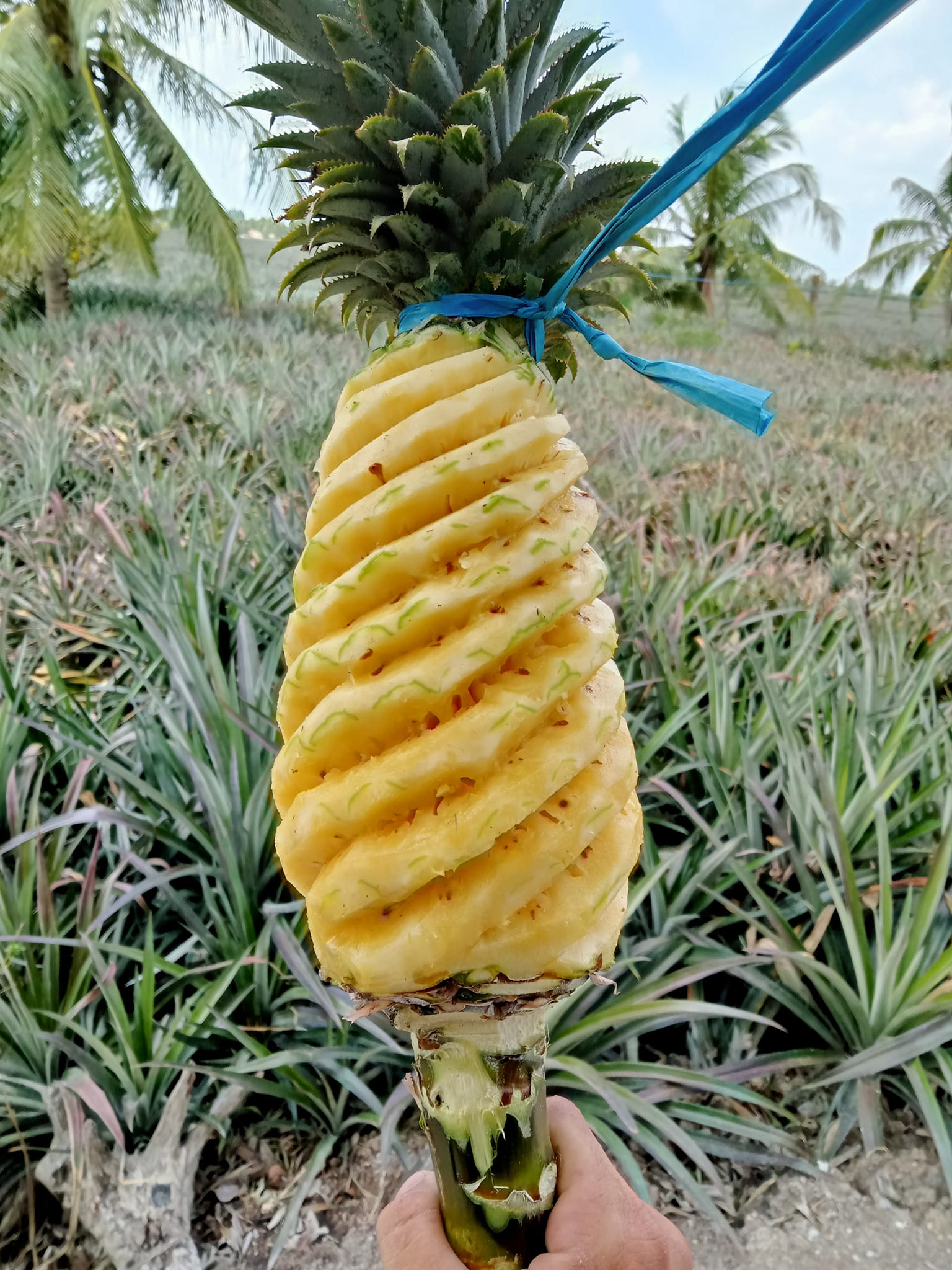 Cau Duc Pineapple Fields – What to Do Hau Giang | Vemekong
