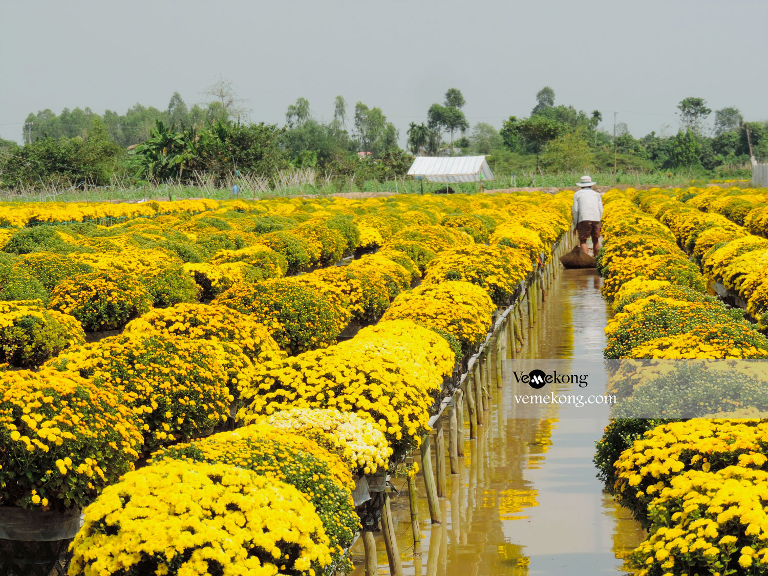 Sa Dec Flower Village – Top Thing to See in Se Dec, An Giang | Vemekong